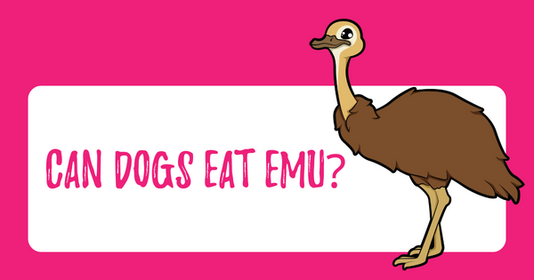 Can Dogs Eat Emu? Benefits and known facts about Emu - Laila and Me