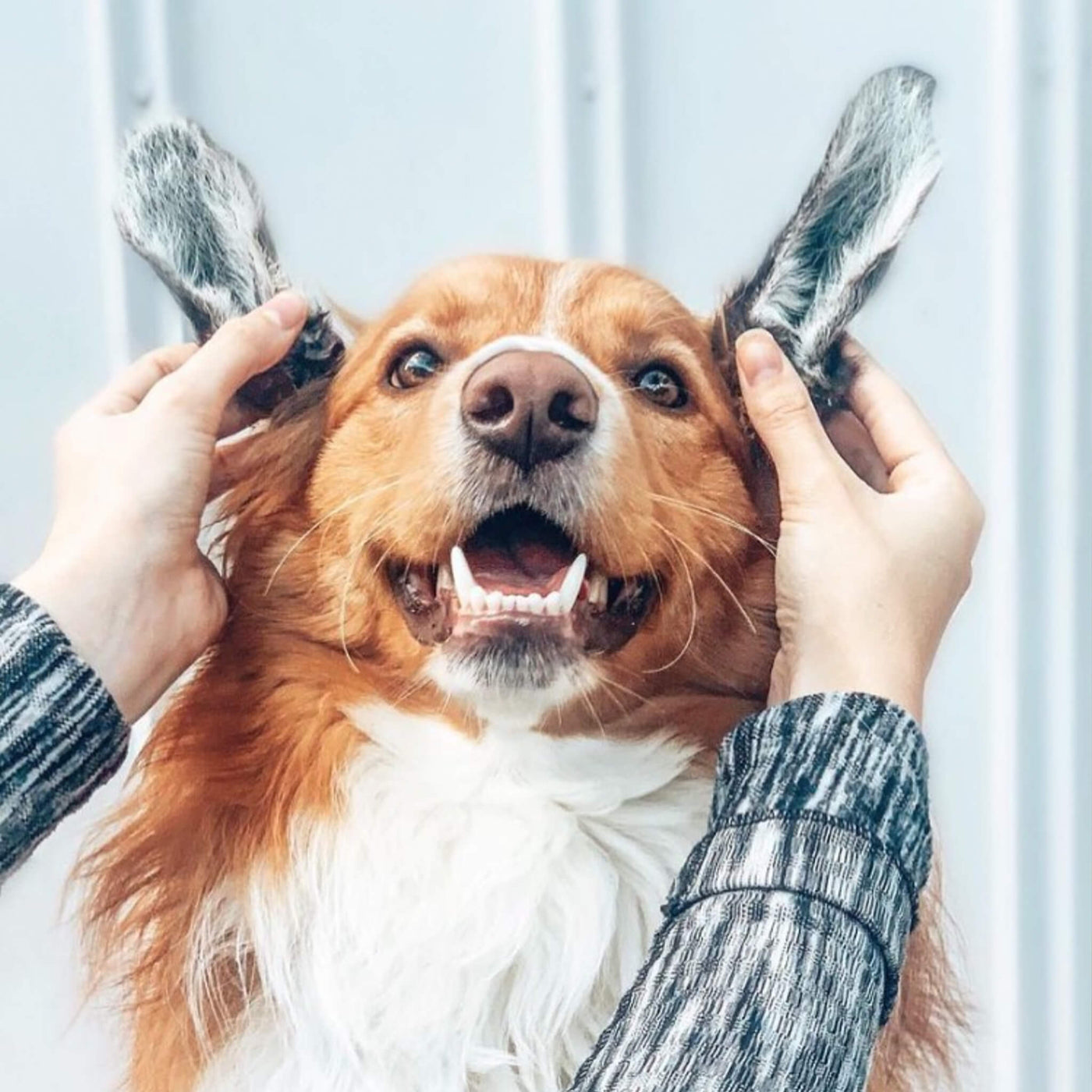 Treats with fur for dogs | Australian Sourced - Laila and Me